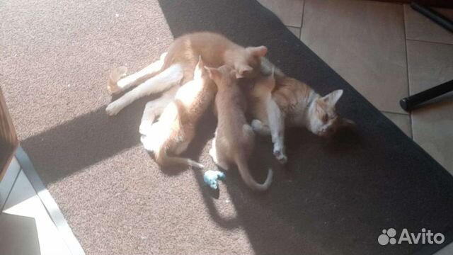 Спасённые котята