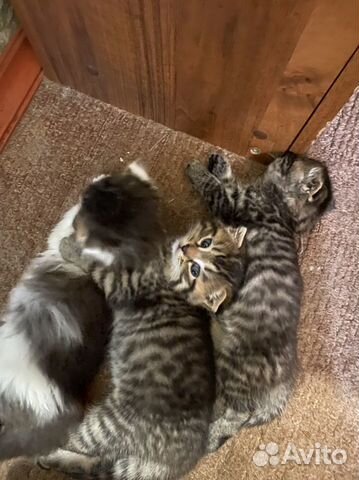 Шотланский вислоухий котенок
