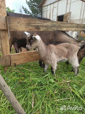 Козлята