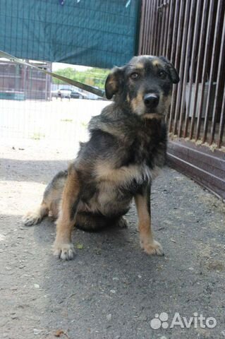 Терри ищет дом