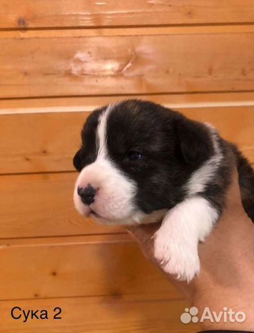 Собаки щенки корги кардигана