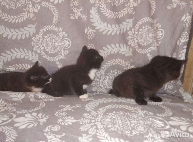 Отдам чудесных котят в добрые руки