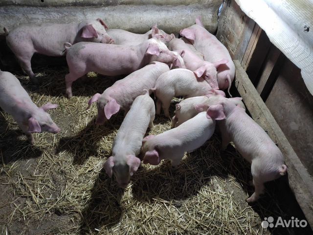 Поросенок ландрас