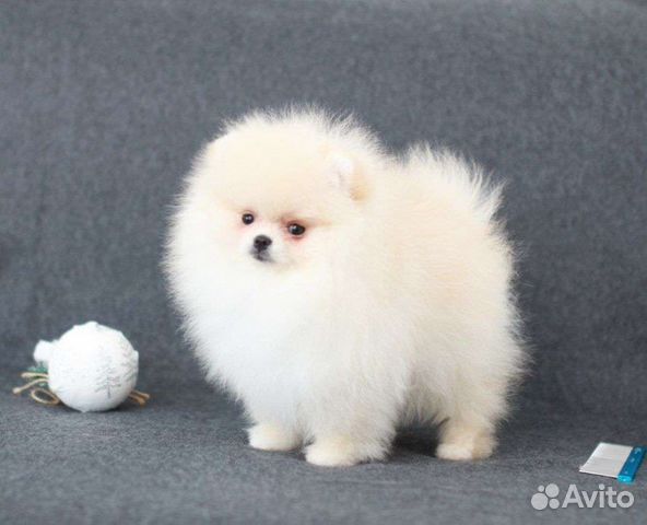 Померанский шпиц