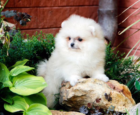 Щенок померанского шпица мальчик