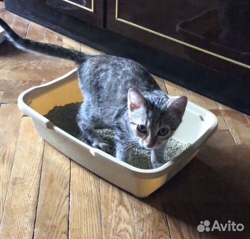 Шкет, ласковый котенок мурчалкин в добрые руки