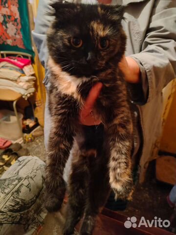 Вислоухая кошка в добрые руки