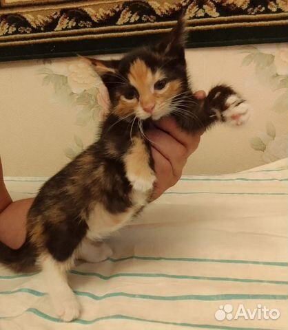 Трехцветный котенок в добрые руки в дар