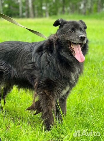 Медвежонок Найт очень хочет домой