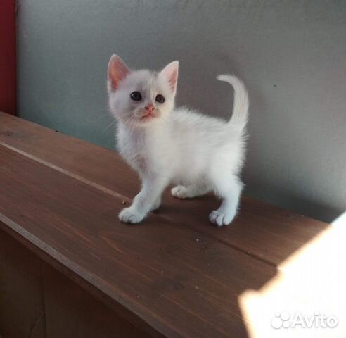 Котята в добрые руки бесплатно