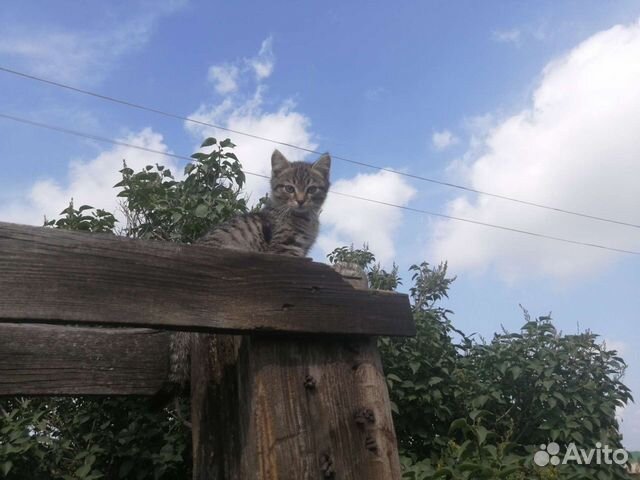 Котята бесплатно