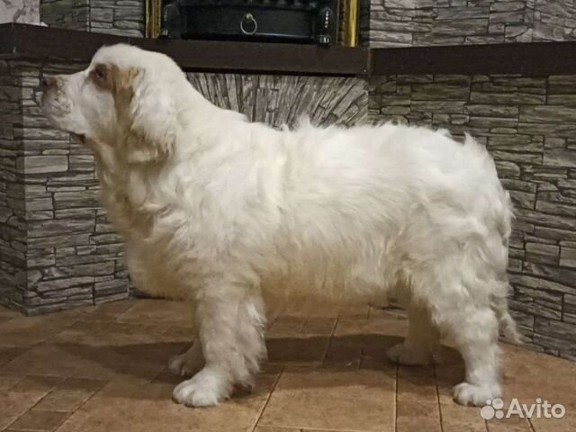 Супер чудо кламбер