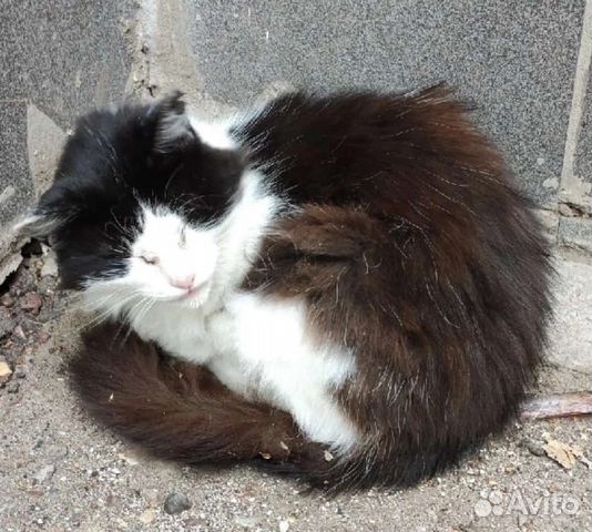 Кошка может погибнуть