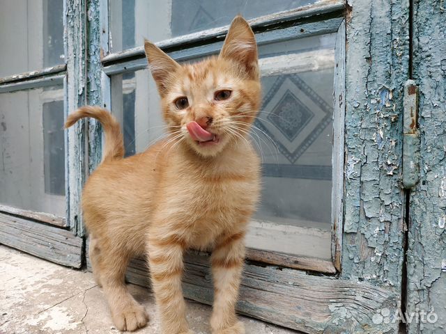 Отдам кота "Чубайса"