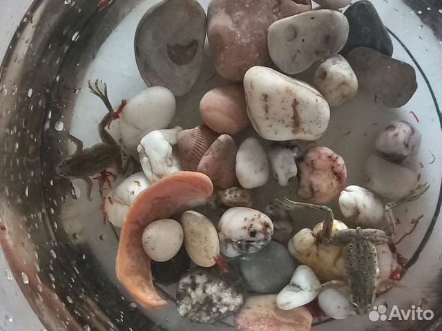 Аквариумные лягушки