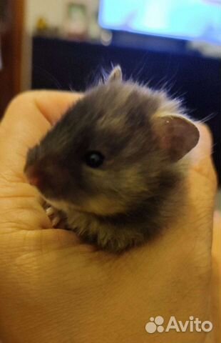 Сирийский хомяк мальчик