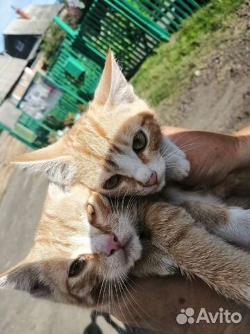 Котята остаются зимовать на даче