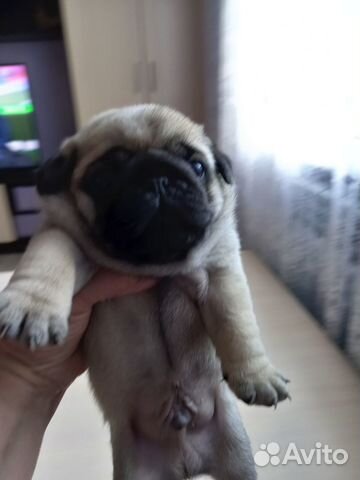 Щенки мопса