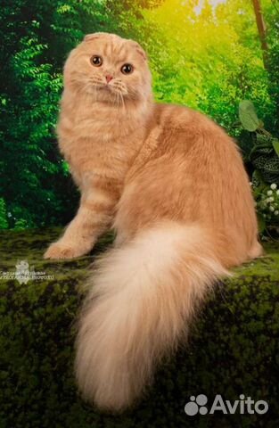 Скоттиш фолд