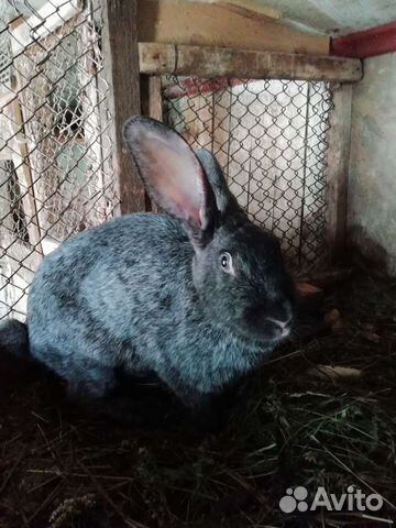 Кролики мясных пород