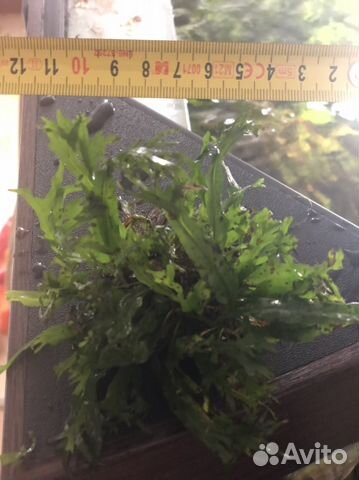 Папоротник крыловидный "Винделов"(пучок)