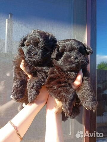 Помапу Pomapoo f1 мальчики черный и шоколадный