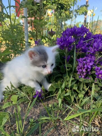 Котенок (девочка) белоснежный комочек на счастье