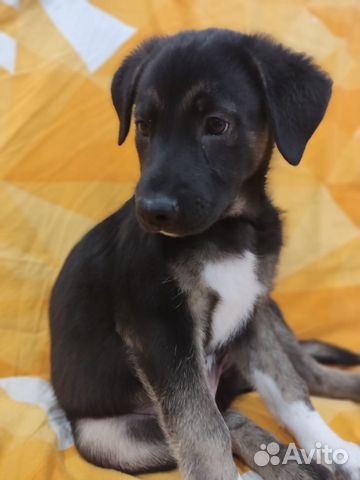 Рон, 2 месяца, в дар в добрые руки