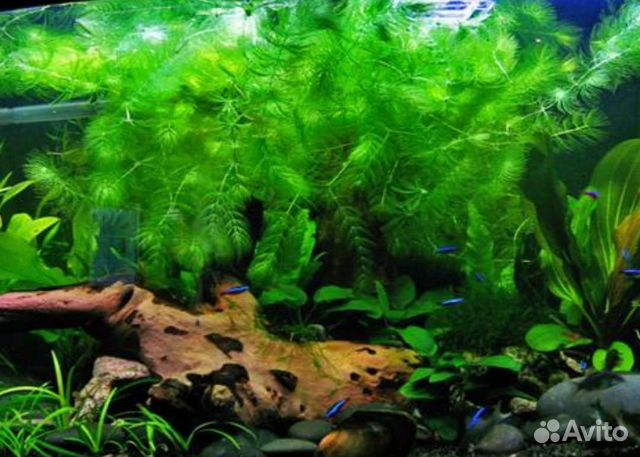 Роголистник в аквариум