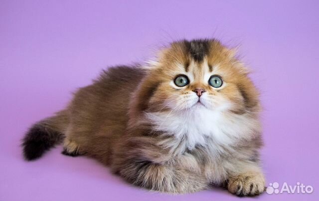 Самая веселая вислоухая кошечка