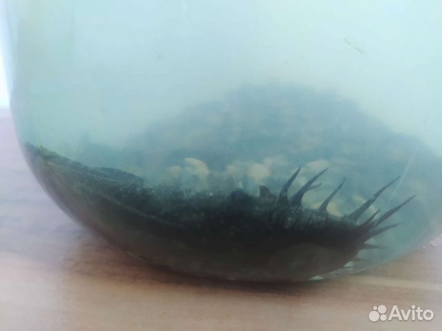 Аквариумные рыбки отдам бесплатно