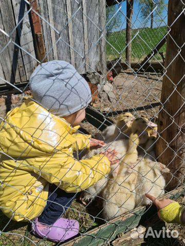 Утка мулард на мясо