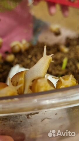 Улитка ахатина бесплатно