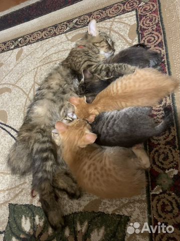 Котята в добрые руки приучены к лотку