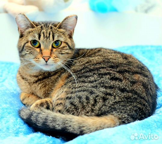 Кошечка спасена и ищет дом