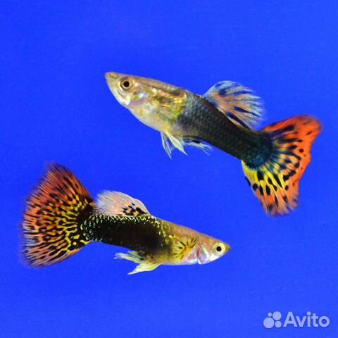 Гуппи мальки