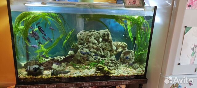 Аквариум