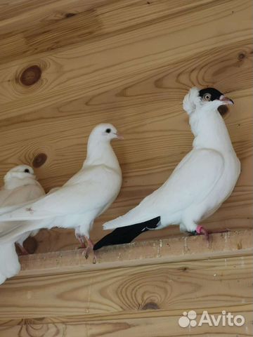 Голубь Чёрный Монах