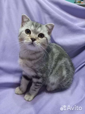 Шотландская кошечка Мраморная