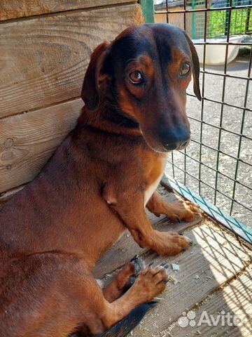 Такса Пиксель ищет дом