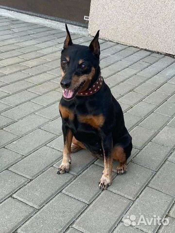 Мини доберман