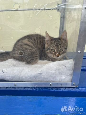 Котенок