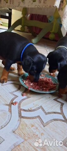 Маленькие Доберманы
