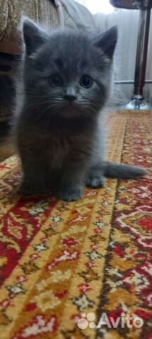 Британский котик