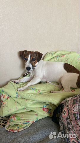 Джек Рассел терьер