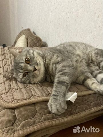 Кот породы Британец