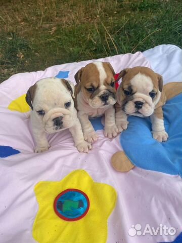 Английский бульдог три девочки