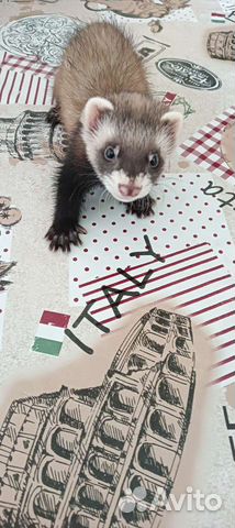 Хорек мальчик