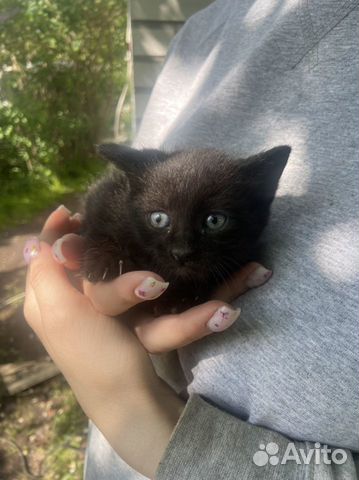Котенок (мальчик) 1,5 в добыре руки