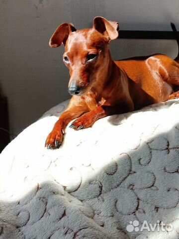 Щенки цвергпинчера Казань,Советский район